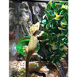 HERCOCCI 2 Pack Chameleon Bowls, Reptile Ledge Feeder Suction Cup Worm Bowl & Water Dish Supplies for Chameleon Lizard Bearded Dragon Gecko Snake