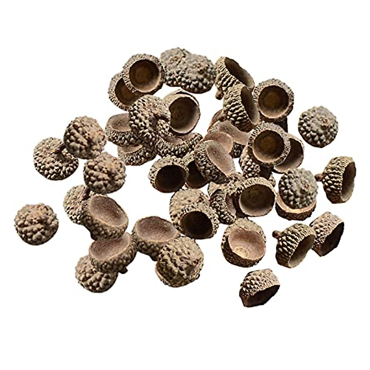 DYNWAVE 200Pcs Natural Acorns Caps Decorative for Craft Vase Fillers Home Garland Autumn Embellishments Ornaments