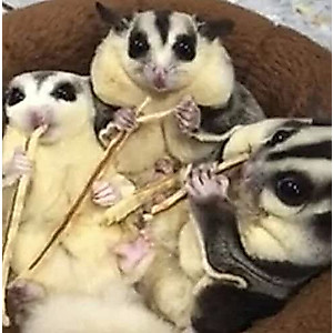 1 Pcs Fish Stick Flavor Sugar Glider Hamster Squirrel Chinchillas and Small Exotic Animals/Pet Sandwich Snacks and Food (33g)