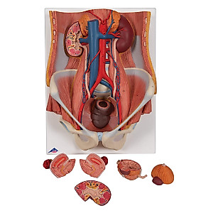 3B Scientific K32 Dual Sex 6-part Urinary System - 3B Smart Anatomy