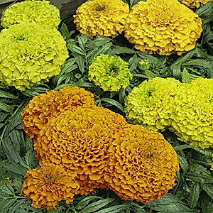 Outsidepride Tagetes Erecta Taishan African Marigold Garden Flower Seed Mix - 50 Seeds