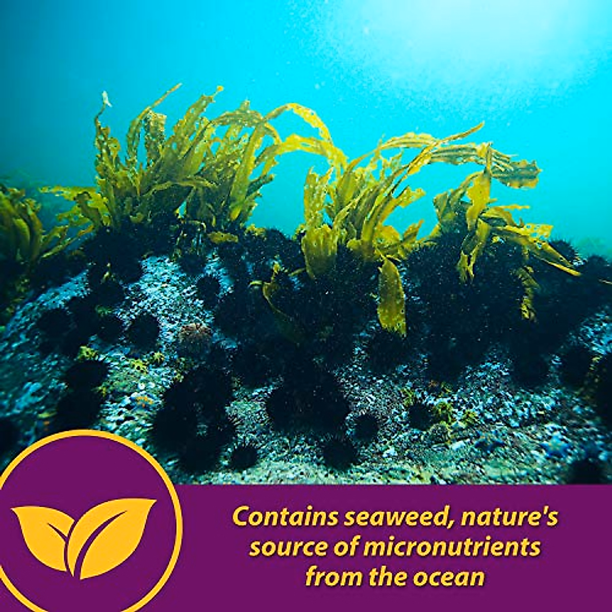 Horse Health Maxum Crumbles Concentrated Feed Supplement for Horses, Provides a Wide Range of Beneficial nutrients for Today's Equine Athlete 25 Pound