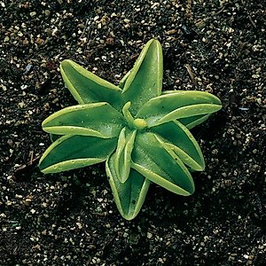 Butterwort (Pinguicula), Living