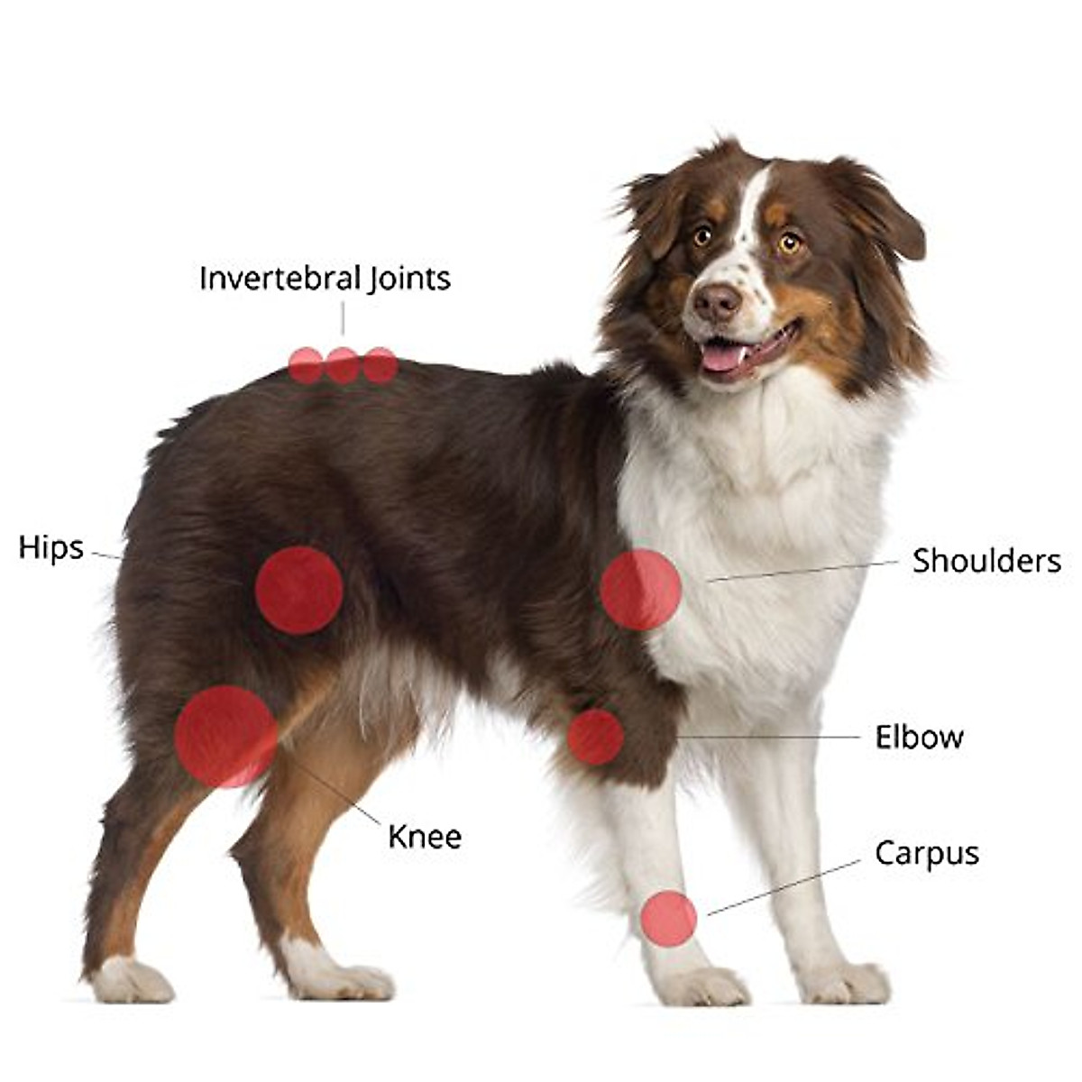 MY LUCKY PETS LLC Dog Joint Health Supplements - Joint Health for Dogs - with Turmeric MSM and More - Support Healthy Cartilage - Dog glucosamine Chews - 120 Tablets (2 Bottles)