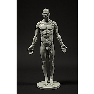 Male Anatomy Figure: 11-inch Anatomical Reference for Artists (Grey)