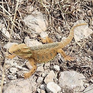 Rismise Lizard Figurine Toys Lizard Animals Figures Lizard Toys Plastic Lizard Model Bearded Dragon Animal Figurines for Cake Decoration Educational Toys Gecko Animal Trick Reptile Prank Props