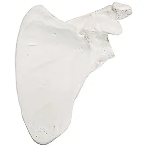 Axis Scientific Shoulder Anatomy Model of Left Scapula Bone | Shoulder Blade Model Details Skeletal Anatomy of Scapula | Scapula Model Shows Bony Landmarks and Anatomical Detail