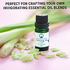 Live Lemongrass Plants (2-Pack); Each 4-8 Inches, in Nursery Pots, Culinary and Aromatherapy Herb Indoor/Outdoor Container Plants