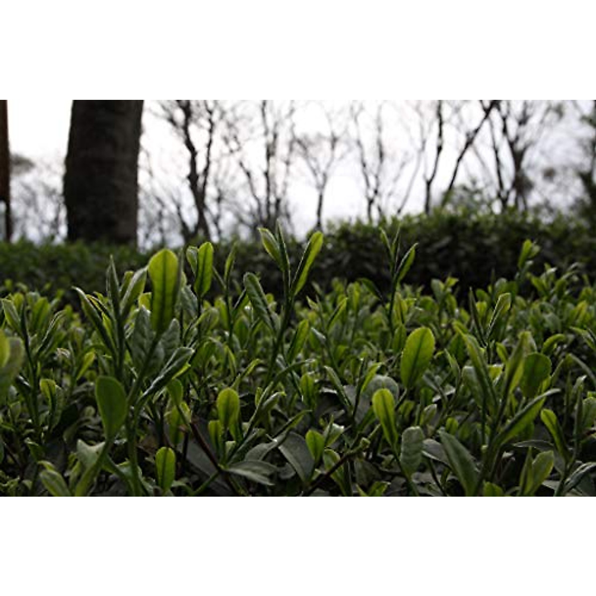 The Tao of Tea, Black Mango Black Tea, Loose Leaf, 4 Ounce Tin