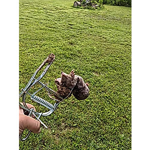 Mole Whacker Trap