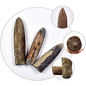 iplusmile 10pcs Paleontology Belemnite Fossil Specimen Science Ornament Laboratory Supply
