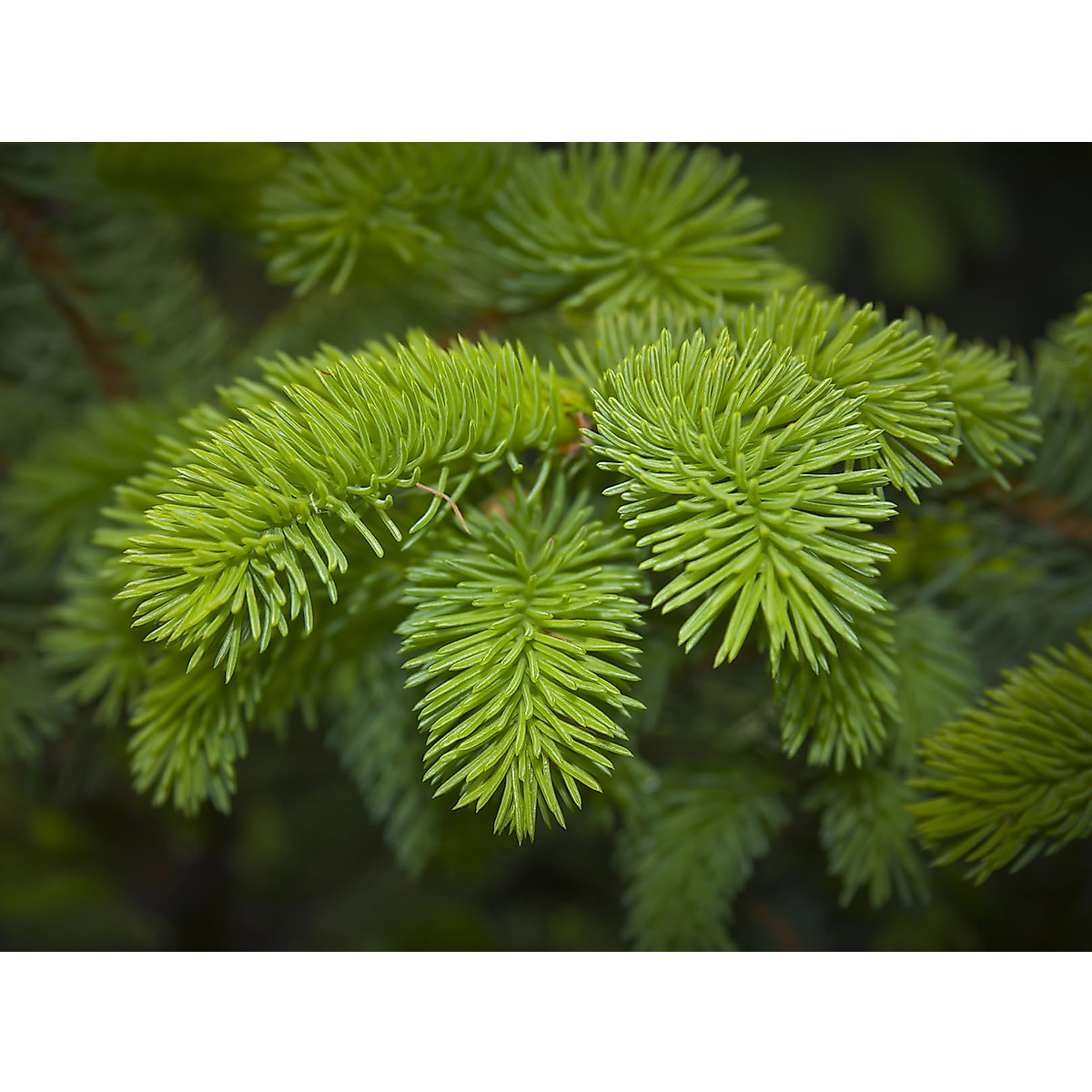 Ladybug Soap Company Rose Garden Natural Solid Perfume (Rose Garden, 0.25 oz tin jar)