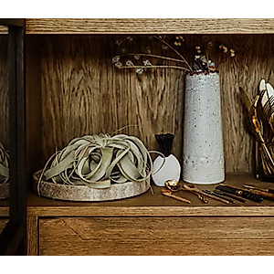 ragnaroc Live Air Plant - Tillandsia Xerographica, Jumbo 6-9” – 1 ct - Ideal for Gifts & Presents, Live Indoor Plants & Live House-Plants – Live Plants for Home décor