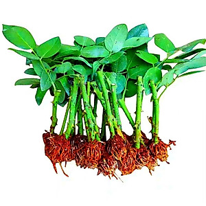 Rose "Pink Rose" Seedlings, Pink Rose Bush,Rose Hedging,Living Tinged Rose Plant,Perennial Plant Root,Home Garden Yard Decor Blooms This Year,Easy Planting