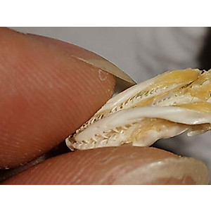 Real Snake Skeleton Animal Specimen in Science Classroom Specimens for Science Education