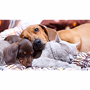 Dog Digestive Health - PET Digestive AID - for Dogs and Cats - PET PROBIOTIC - Chews - Silica for Dogs - 2 Bottle (120 Treats)