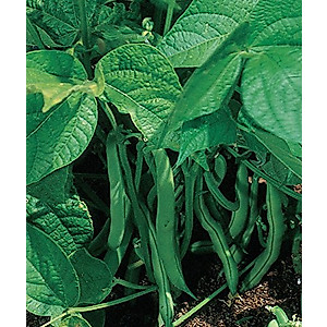 Burpee Stringless Green Pod Bush Bean Seeds 4 ounces of seed