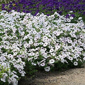 Outsidepride Easy Wave Spreading Petunia Silver Garden Flowers for Hanging Baskets, Pots, Containers, Beds - 15 Seeds