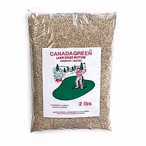 Canada Green Grass Lawn Seed - Grows Healthy Rich Green Grass Lawn Seed Plants Yard Garden 2 Pound Bag