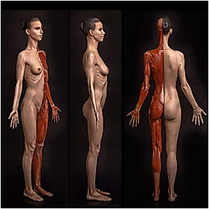 Human Anatomical Muscle Bone and Skin Model - 23.6Inch Female Anatomy Figure Human Body Musculoskeletal Anatomical Model Painting Sculpture Model for Reference Art Teaching Tools