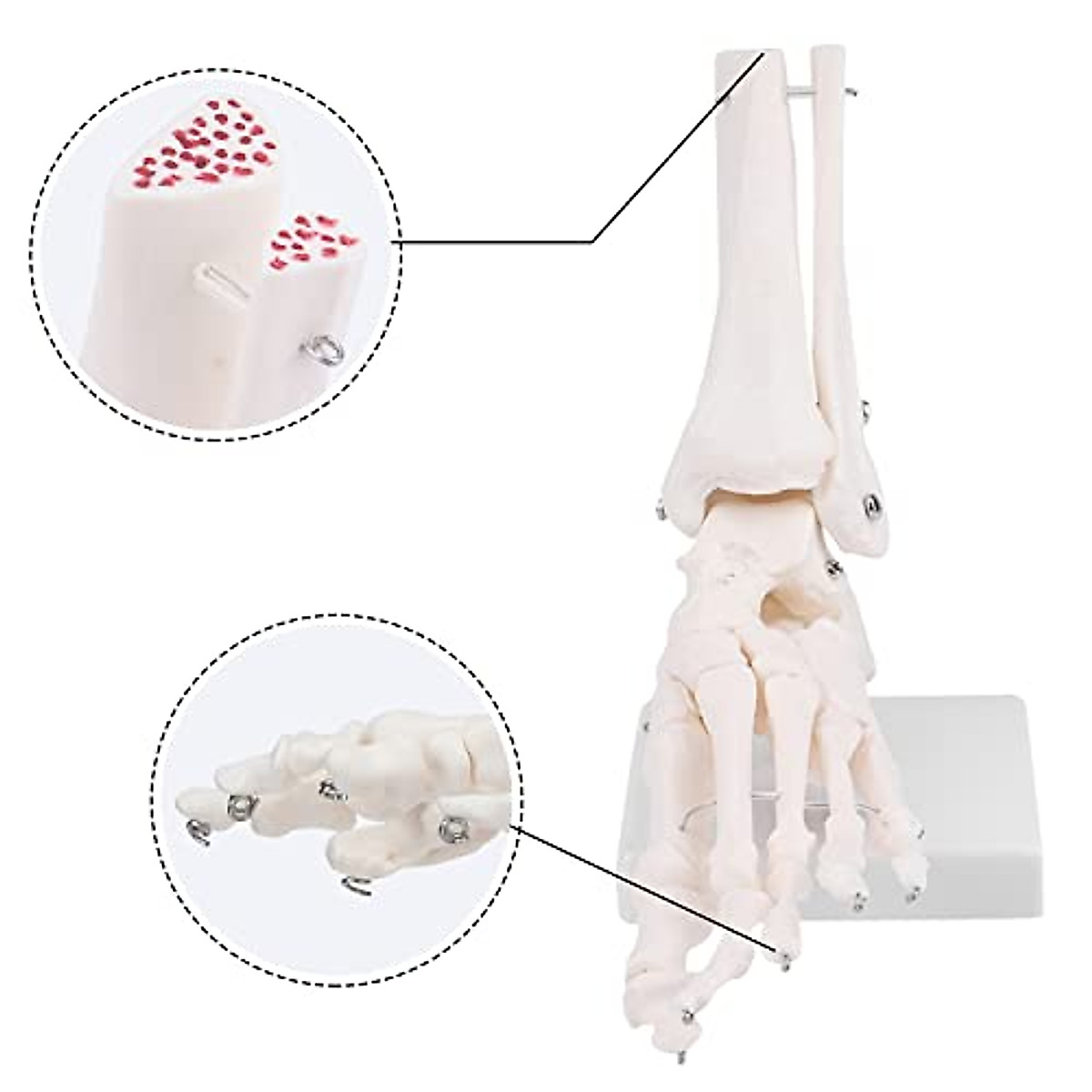MIIRR Human Foot Skeletal Model,with Tibia and Fibula, Life Size Full Joint Model of Foot and Ankle, Suitable for Teaching and Research Tools