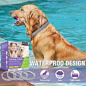 IPOTAO Relief Anxiety Stress Separation, Calming Collar for Dogs, Pheromones Calm Lasts 60 Days, Relieve Bad Behavior, Adjustable Fit All Small Medium and Large Dog Pheromone Collars, White