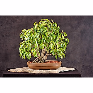 Ficus Benjamina Bonsai Weeping Fig Tree 20+ Seeds for Planting Non-GMO Houseplant
