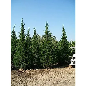 Hetzi Juniper | 3 Live Gallon Size Trees | Juniperus Chinensis | Drought Tolerant Cold Hardy Evergreen Privacy Screening Plants