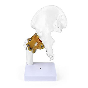 QWORK Human Hip Bone Model with Flexible Ligaments, Hip Joint Model, Features Femur, Hip Bone and Peripheral Ligaments, for Classroom Education & Medical Training