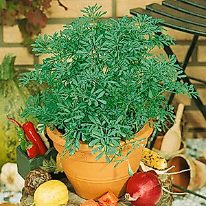 Outsidepride Ruta Graveolens Rue Herb & Flower Garden Plants - 1000 Seeds
