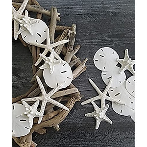 White Sand Dollars 2.5"-3" - 10pcs - Wedding Seashell Craft - Hand Picked and Professionally Packed by Tumbler Home