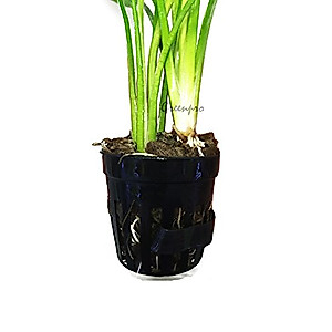 Echinodorus Bleheri | Amazon Sword Paniculatus Potted Live Aquarium Plants for Aquatic Freshwater Fish Tank by Greenpro