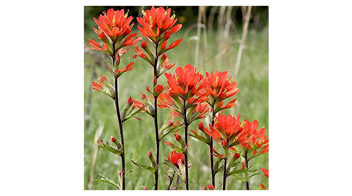 Scarlet Indian Paintbrush Seeds - Drought Tolerant Exotic Flowers