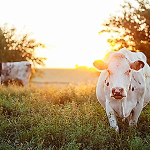 Kalona SuperNatural Organic Whole Milk Plain Yogurt, 24 Ounce