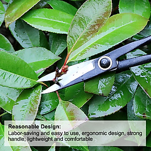 Qnbes Satsuki Bonsai Scissors 205mm, Professional Japanese Bonsai Garden Tools, Gardening Pruning Shears for Bonsai Trimming and Arranging Flowers