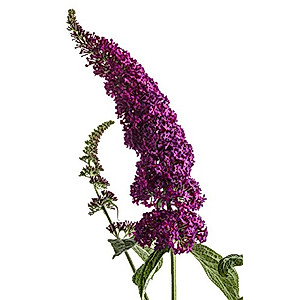 Miss Molly Butterfly Bush (Buddleia) Live Shrub, Deep Pink Flowers, 4.5 in. Quart