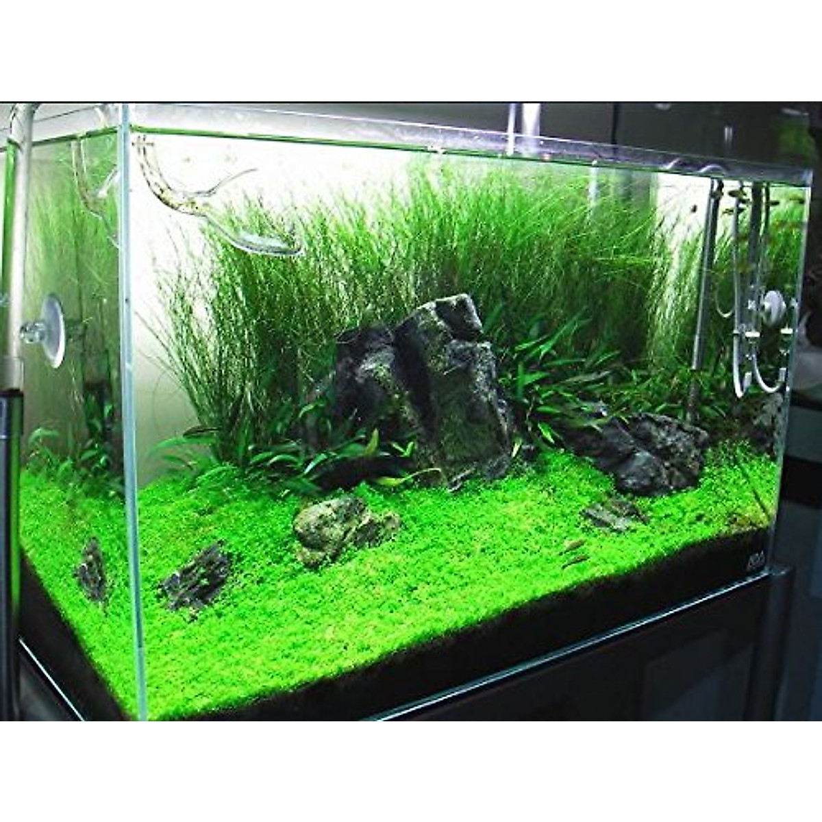 Mainam (1-Cup) Dwarf Baby Tears Carpet Imported Direct from Grower Live Aquarium Plants Decoration Tissue Culture for Freshwater Aquatic Plant Tank