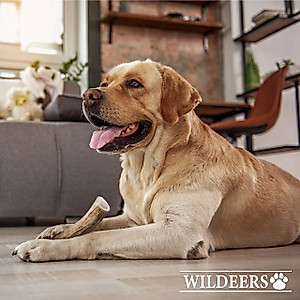 Wildeers Large Deer Antlers for Dogs - Premium Dog Antler Chews - Made in USA, Naturally Shed, Healthy Treat - Grade A, 7-9 in, 3 Pieces, Long Lasting Antler Chew Bones for Aggressive Chewers