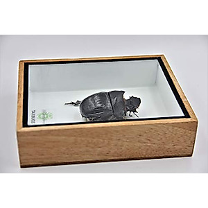 Real Exotic Elephant Dung Beetle Specimen (Heliocopris Dominus) FEMALE - Preserved Taxidermy Insect Bug Collection Framed in a Wooden Box as Pictured