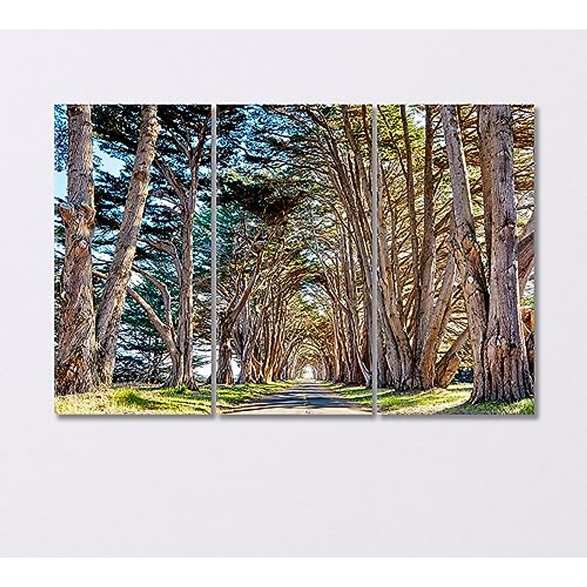 Tree Tunnel at California USA Canvas Print 3 Panels / 36x24 inches