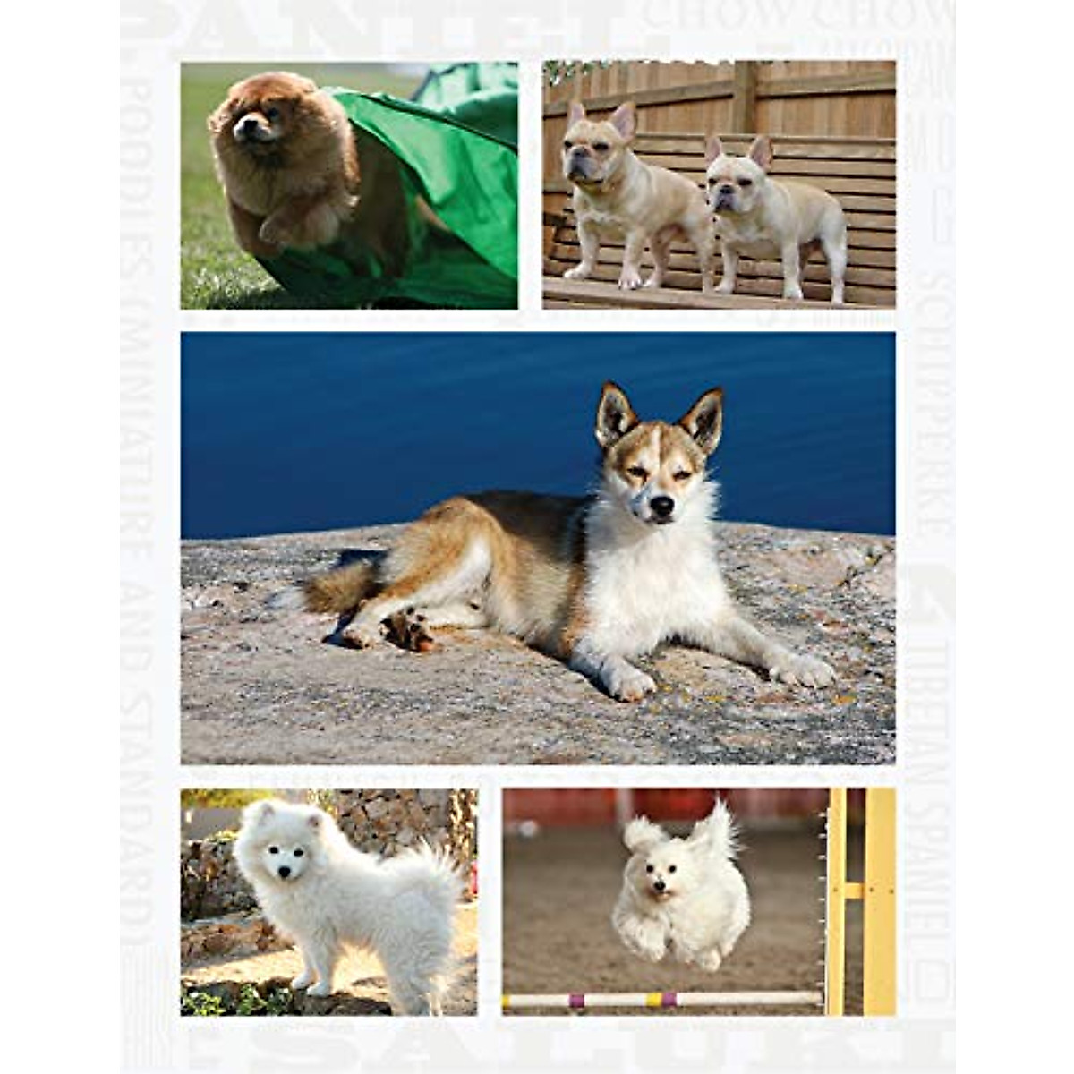 The New Complete Dog Book, 22nd Edition: Official Breed Standards and Profiles for Over 200 Breeds (CompanionHouse Books) American Kennel Club's Bible of Dogs: 920 Pages, 7 Variety Groups, 800 Photos