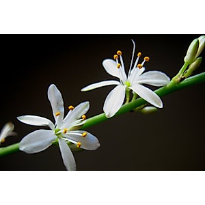 Hirt's Gardens Reverse Variegated Spider Plant - Easy to Grow/Cleans The Air - 4in Pot