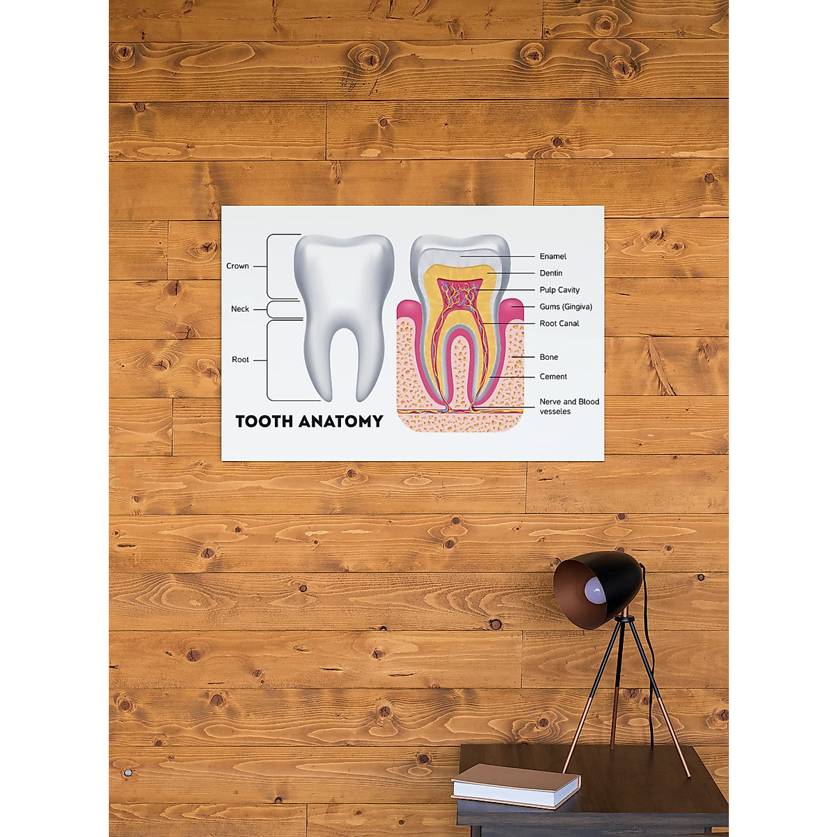 Dental Chart Wall Art Poster Dental Office Decor Nursing School Essentials Dental Medical Assistant Accessories Tooth Anatomy Science Posters Teacher Supplies Cool Wall Decor Art Print Poster 18x12
