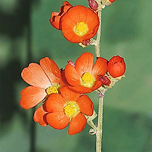QAUZUY GARDEN 20 Seeds Desert Globemallow Apricot Mallow Seeds Sphaeralcea Ambigua- Drought Tolerant - Showy Evergreen Shrublet Flower- Easy Grow& Maintain