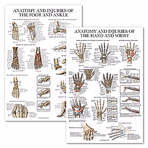 Palace Learning 2 Pack - Anatomy and Injuries of the Hand & Wrist + Anatomy and Injuries of the Foot & Ankle - Set of 2 Anatomical Charts - Laminated 18" x 24"
