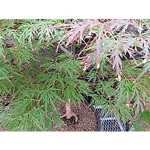 69 Year Old Red Dragon Japanese Maple Specimen Bonsai Tree