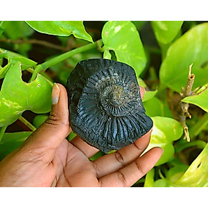 Shiva Lingam Shop 2.75"X2"inch Shaligram, Religious Gifts, Sudarshan Saligram Stone,Natural Shaligram Fossilized Shell, Iconic Symbol of The God Vishnu -I-6027