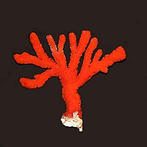 Generic, Live Red Sponge Frag Coral Reef Saltwater Marine Aquatic