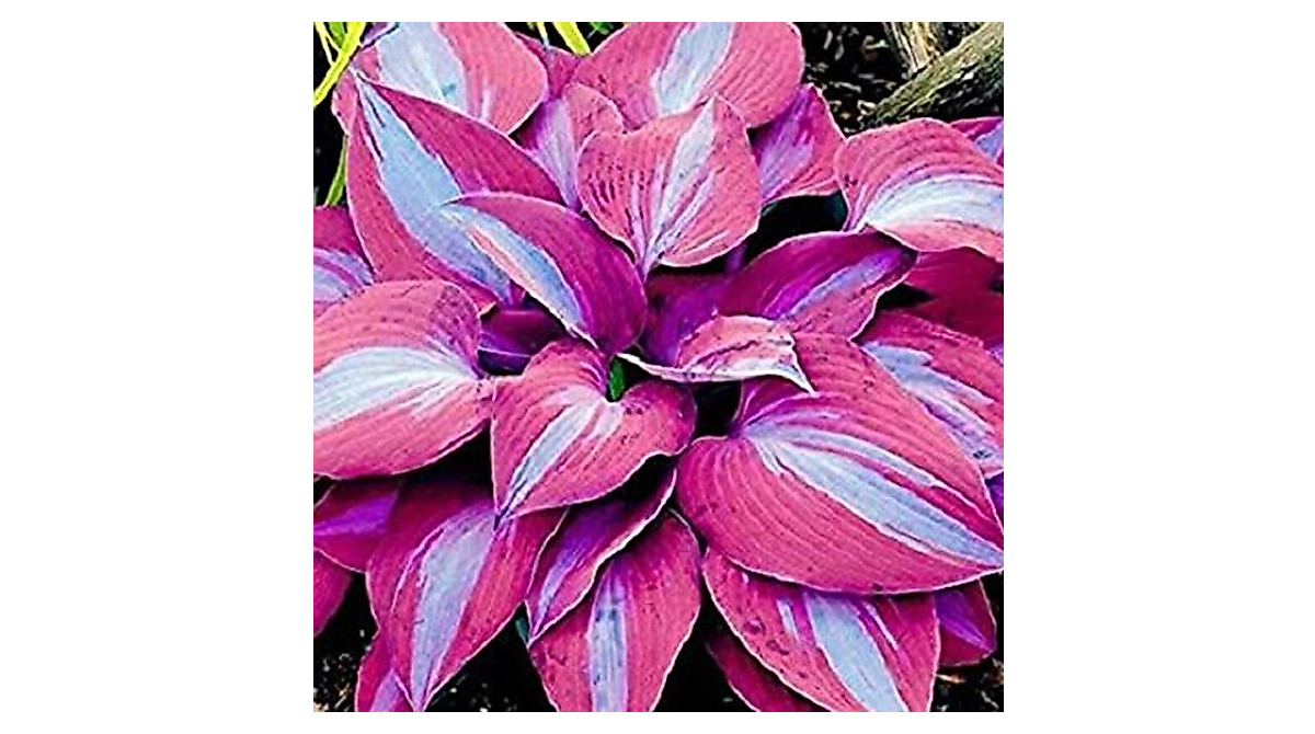 Heirloom Hosta Flower Seeds: High Germination for Garden & Patio