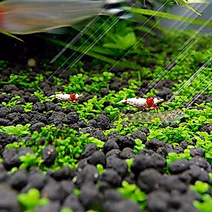 30gram Aquarium Plant S e-e-d, 3 Pack no Artificial Plastic Water Grass for Fish Tank Terrarium Carpet Grass Mini-Leaf AAA